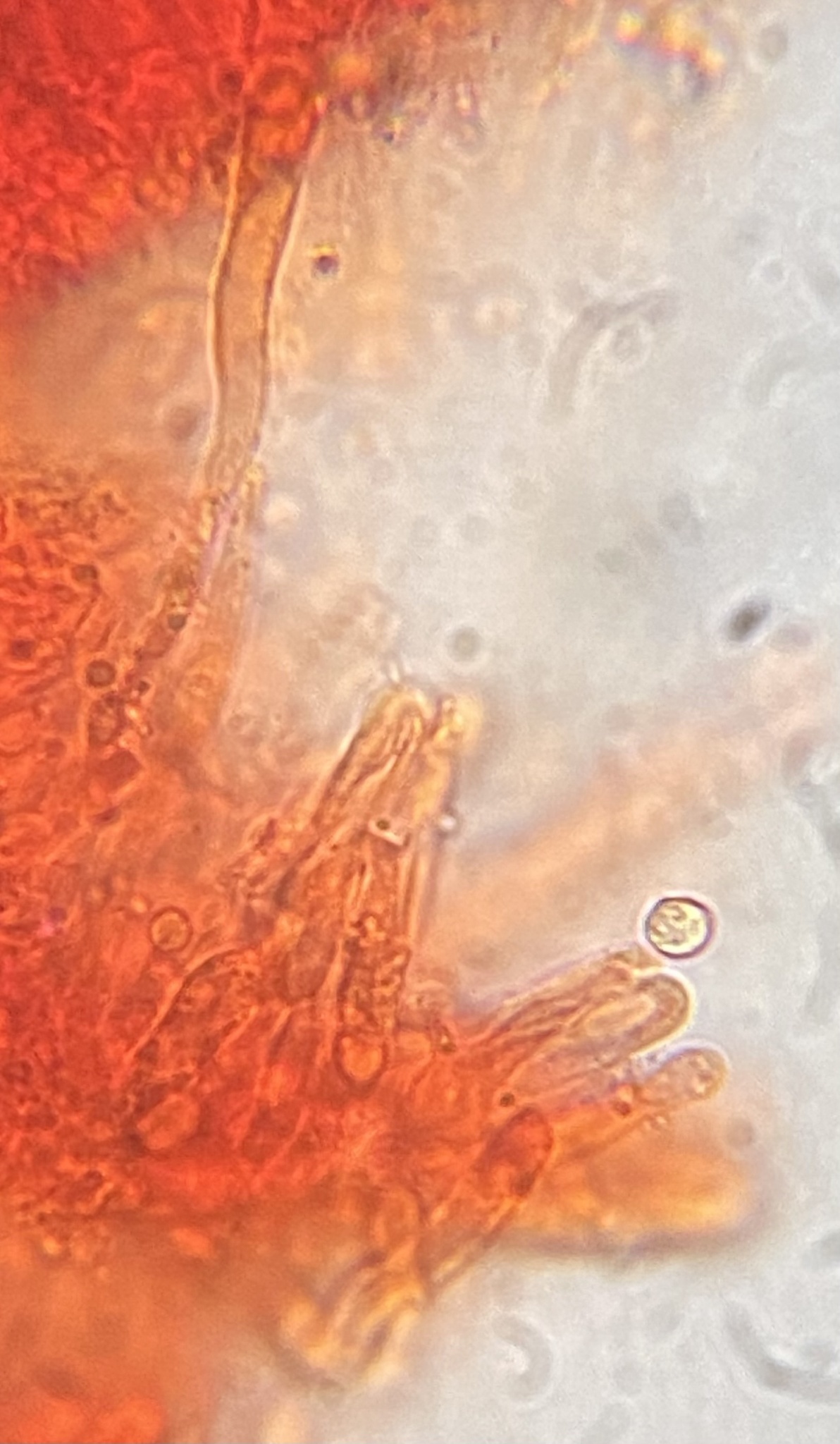 Hodophilus R.Heim