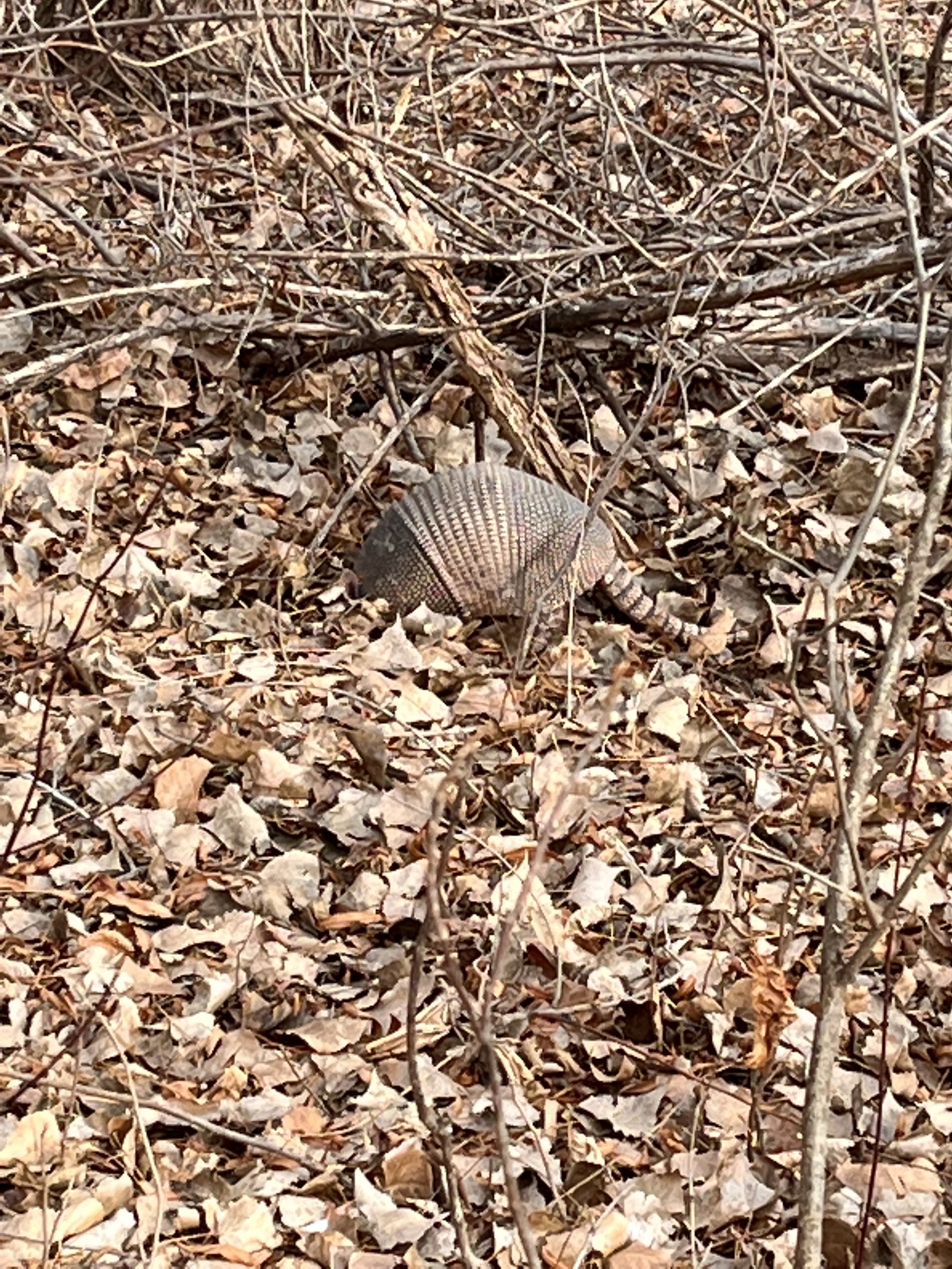 Dasypus novemcinctus Linnaeus, 1758