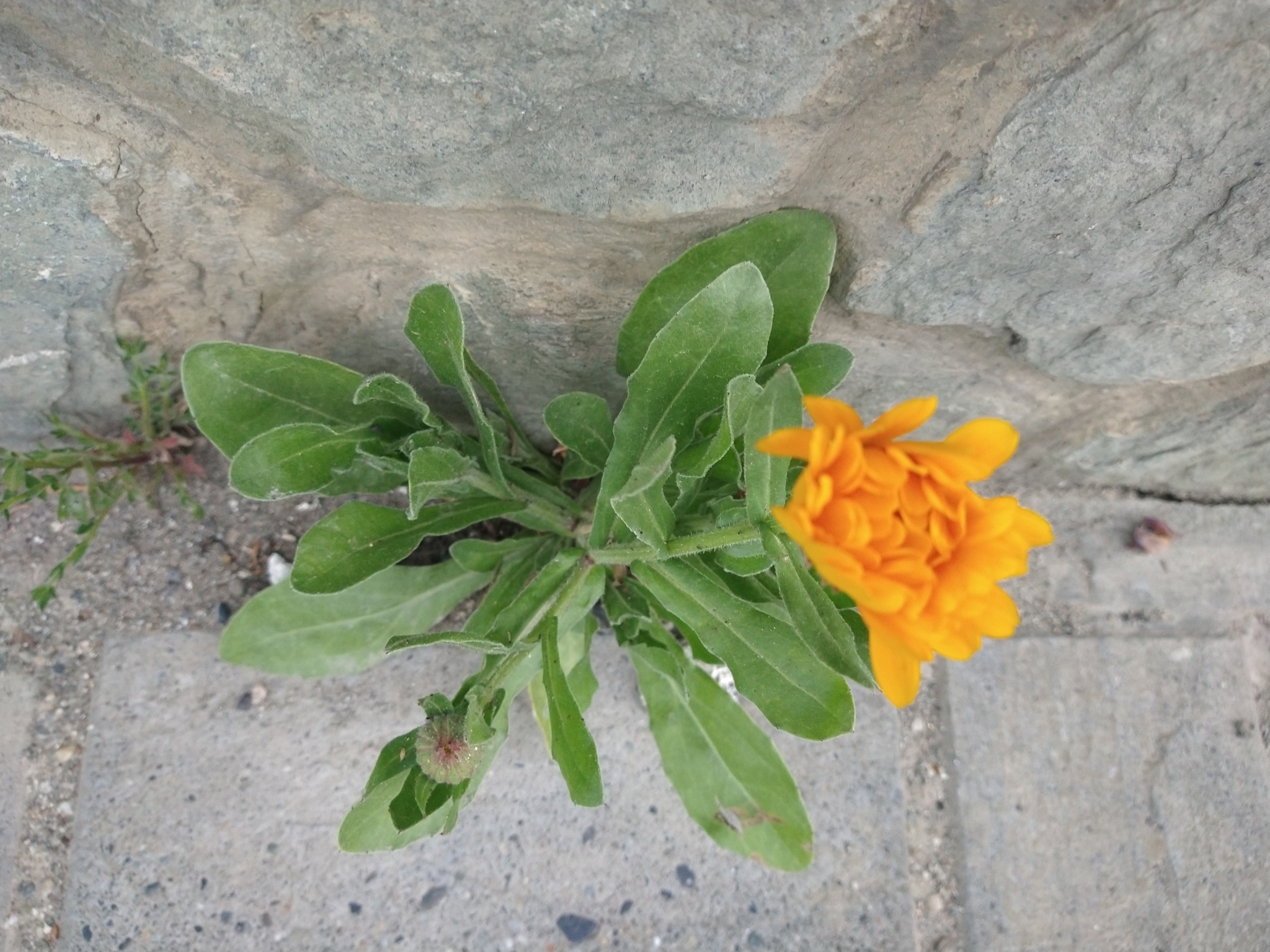 Calendula officinalis L.