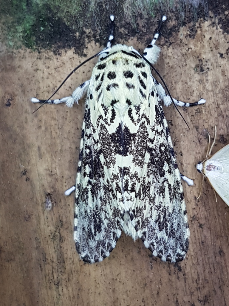Lichnoptera cavillator (Biota de Itaca (RNSC), Gachantivá, Boyacá ...