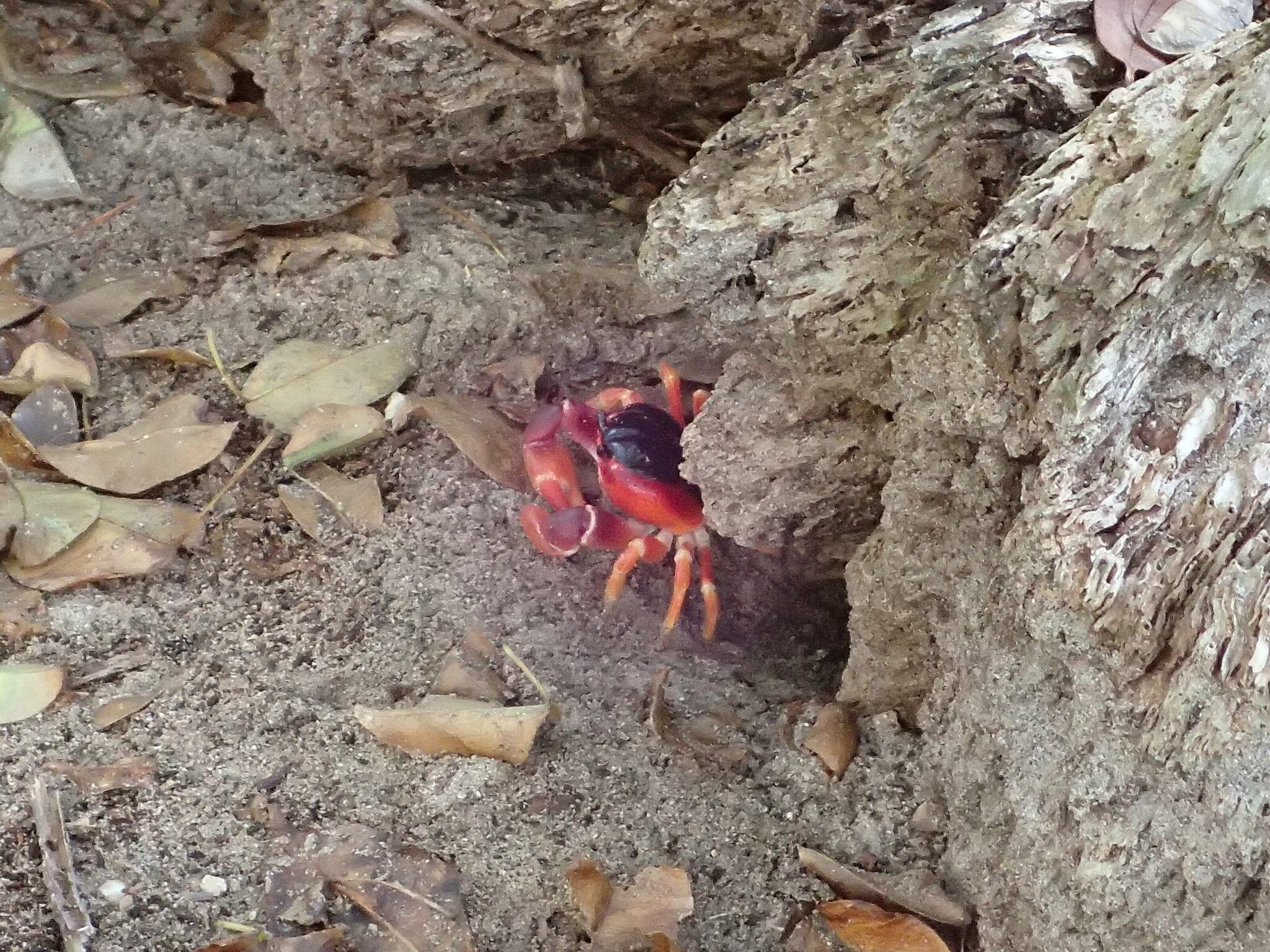 Gecarcinus lateralis Guérin, 1832