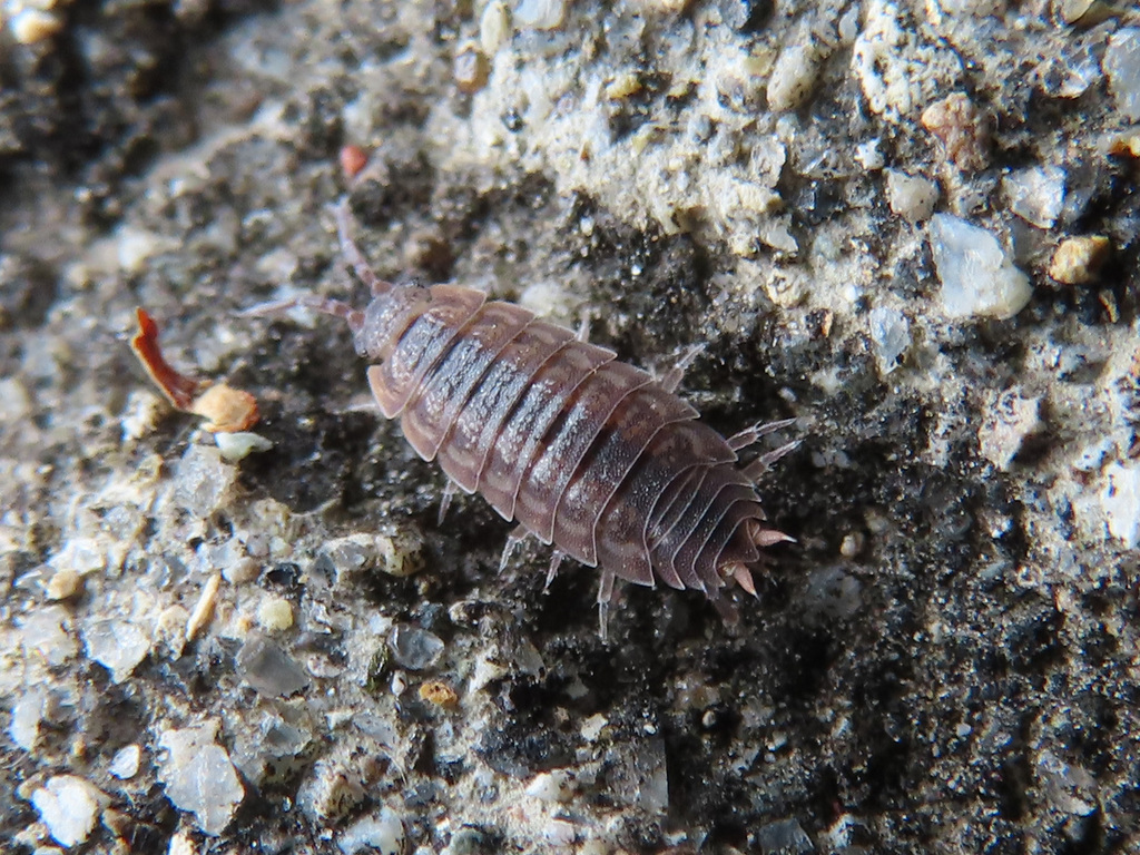 Common Rough Woodlouse from Район Аоба, Сендай, Мияги, Япония on June ...