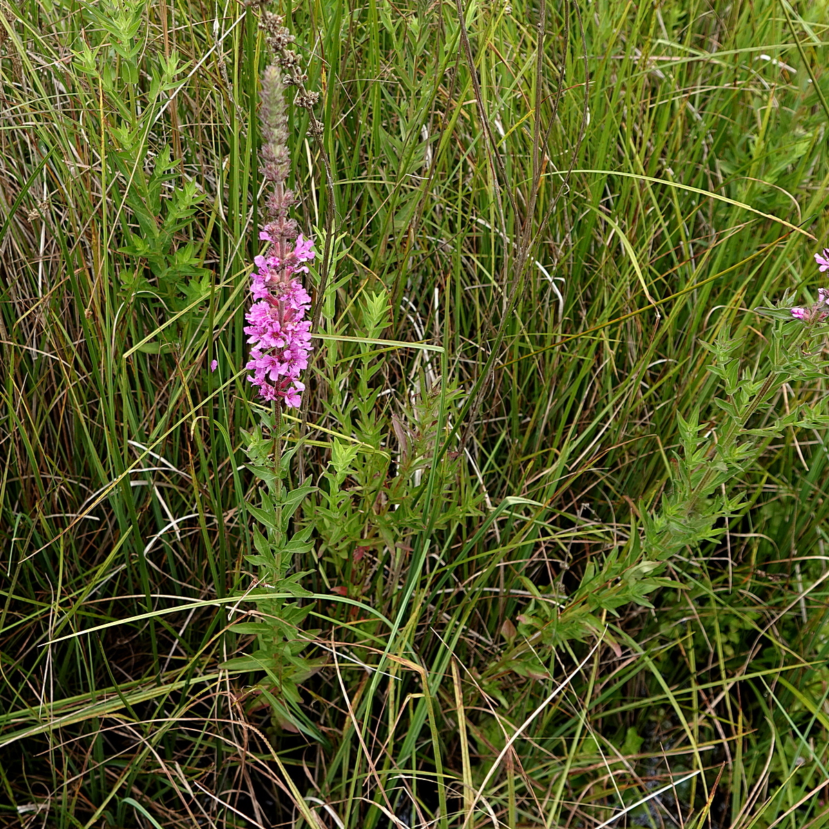 Lythrum salicaria L.