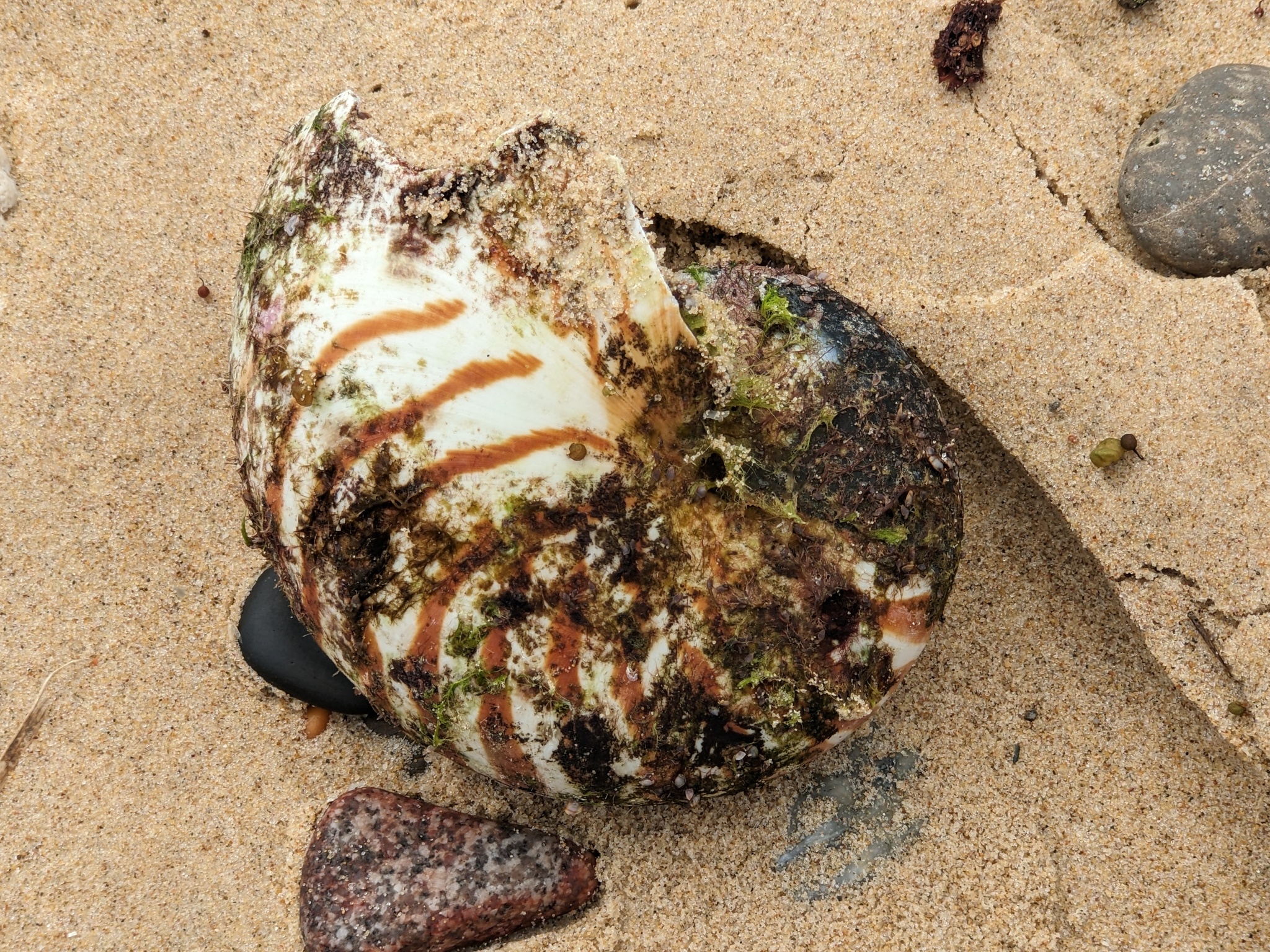 Nautilus Linnaeus, 1758