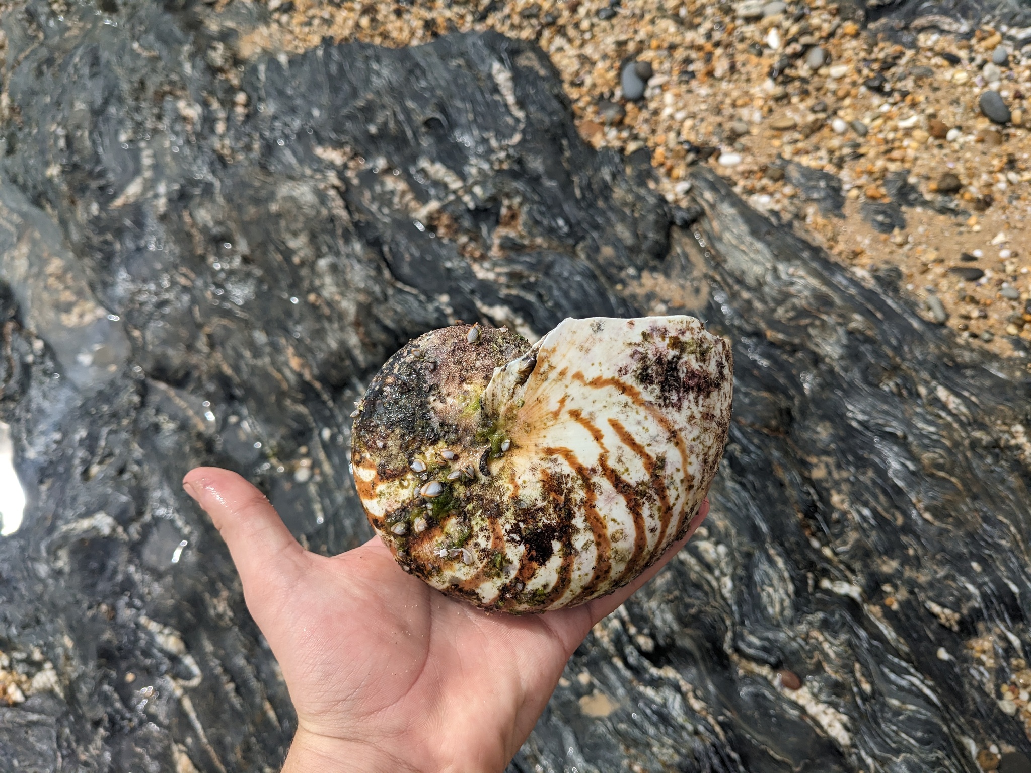 Nautilus Linnaeus, 1758