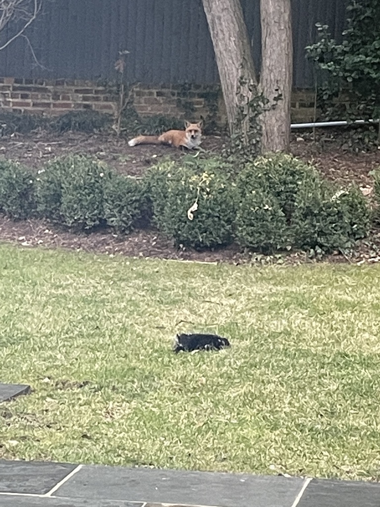 Red Fox from S St NW, Washington, DC, US on January 17, 2023 at 08:13 ...