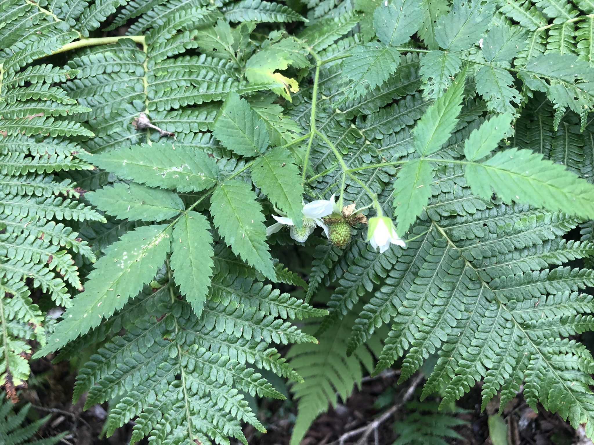 Rubus rosifolius Sm.