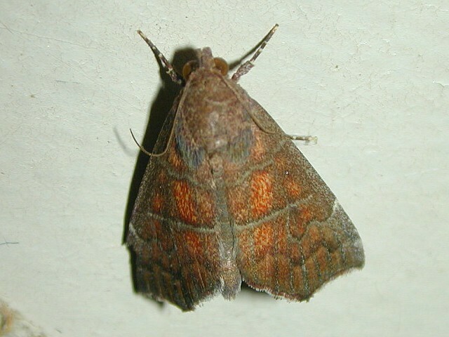 Hibiscus Leaf Caterpillar Moth from 3325 Green Jay Road, Alamo, TX ...