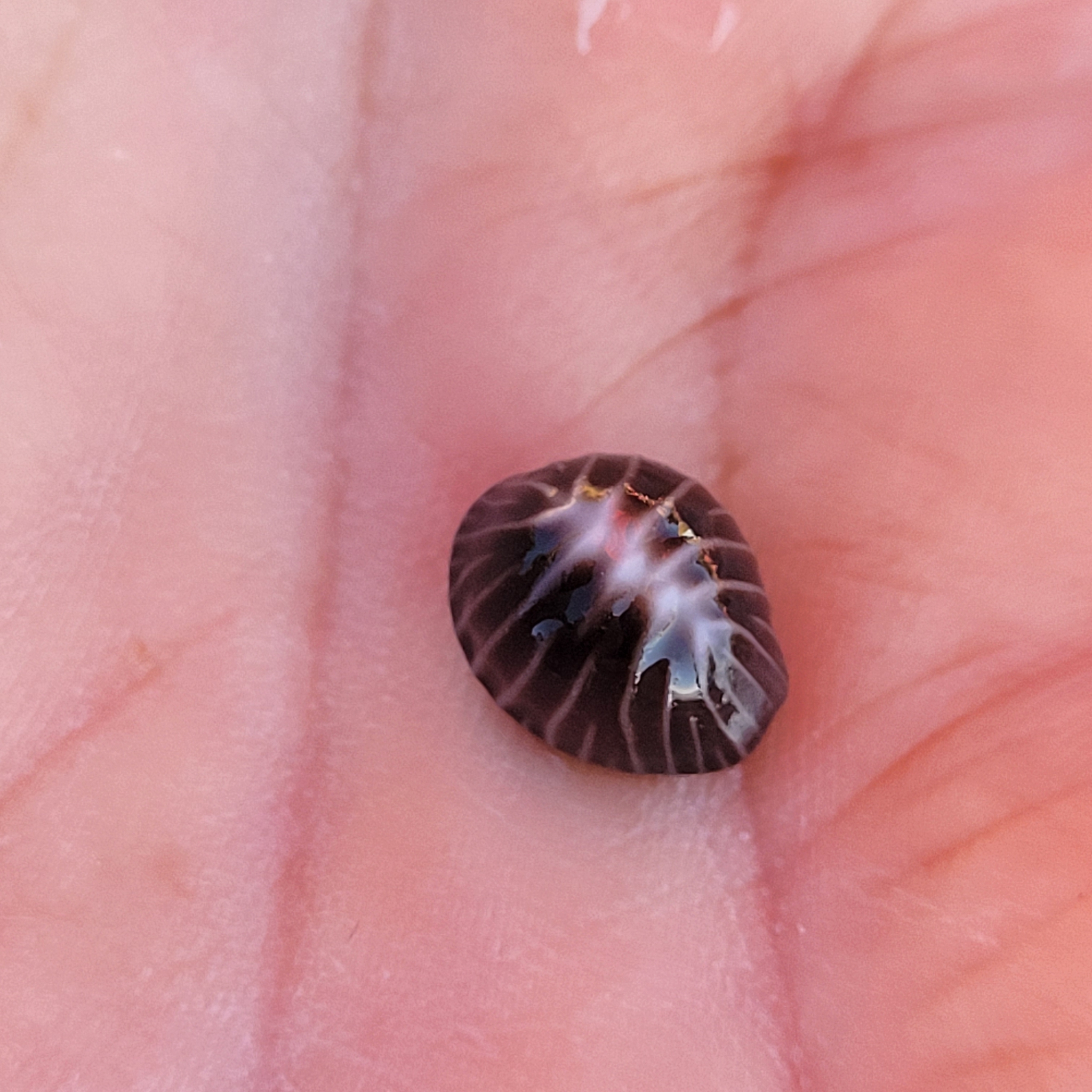 Pseudopusula californiana (Gray, 1827)