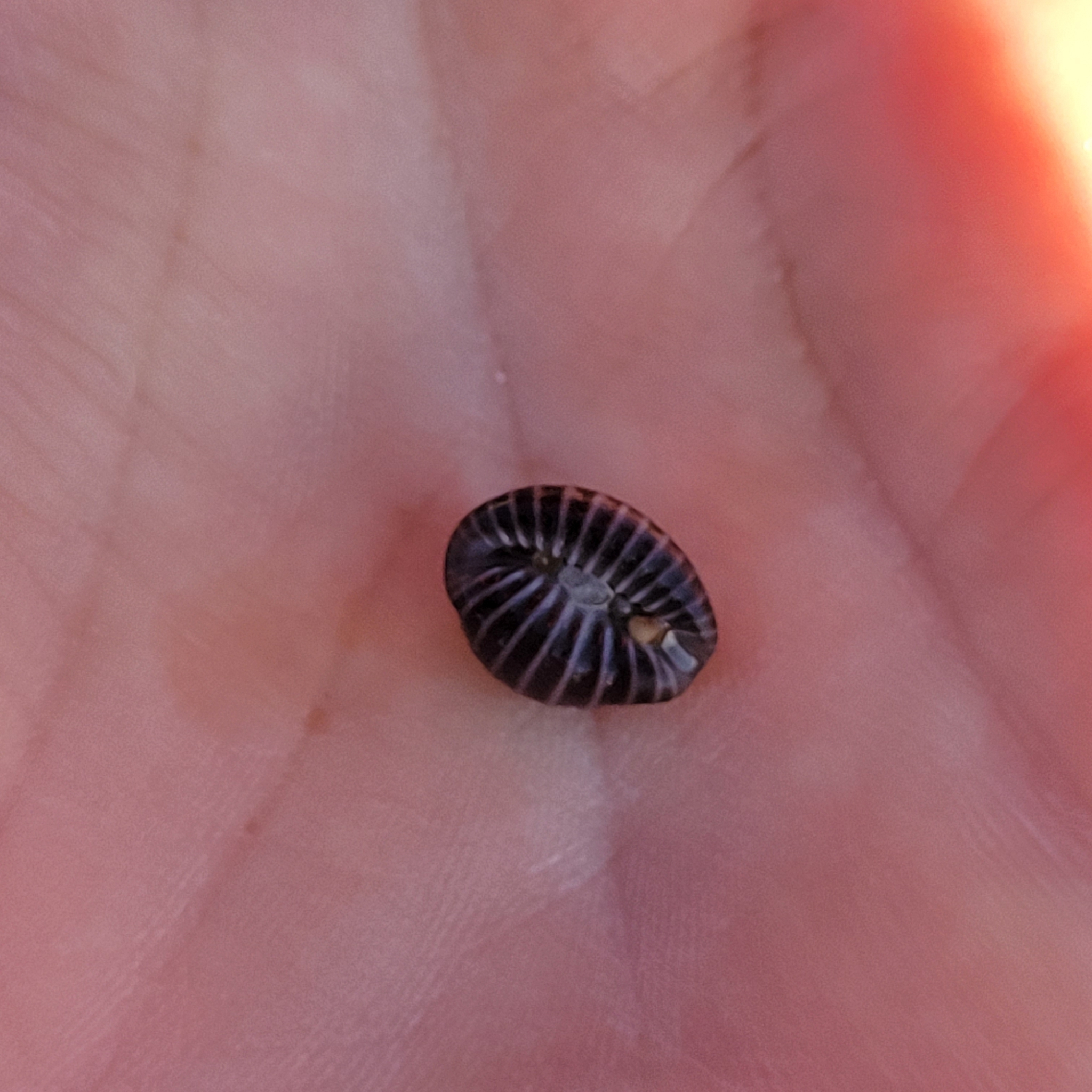 Pseudopusula californiana (Gray, 1827)