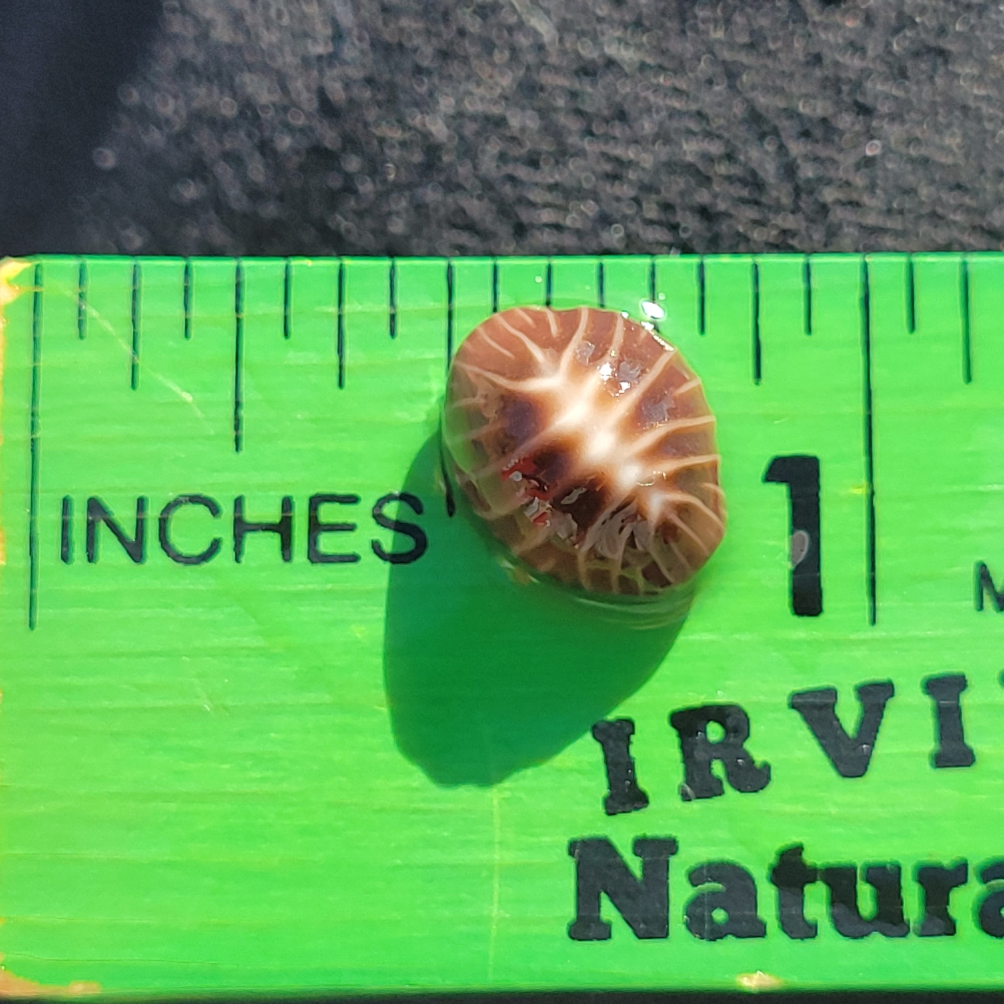 Pseudopusula californiana (Gray, 1827)