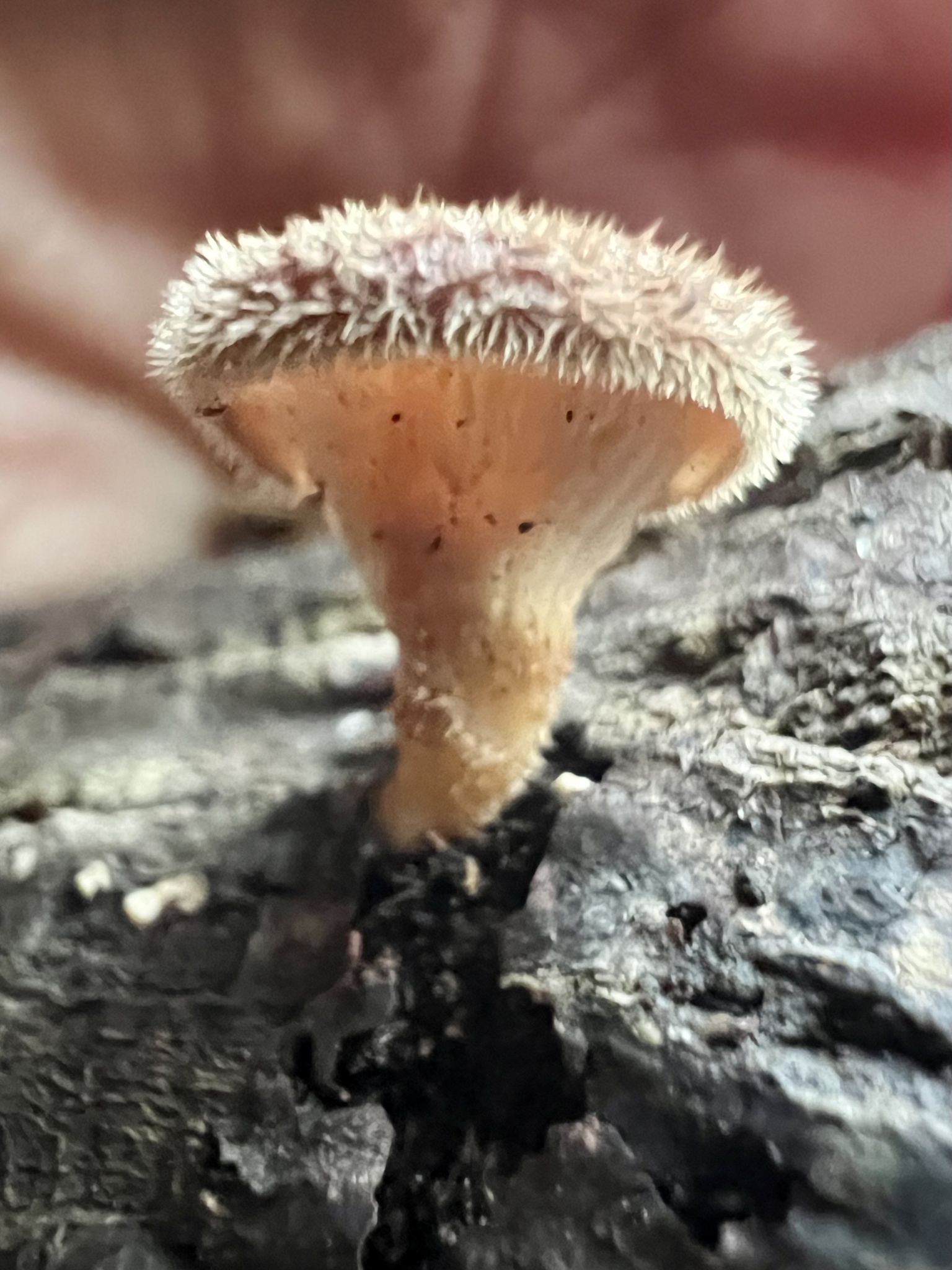 Panus neostrigosus Drechsler-Santos & Wartchow