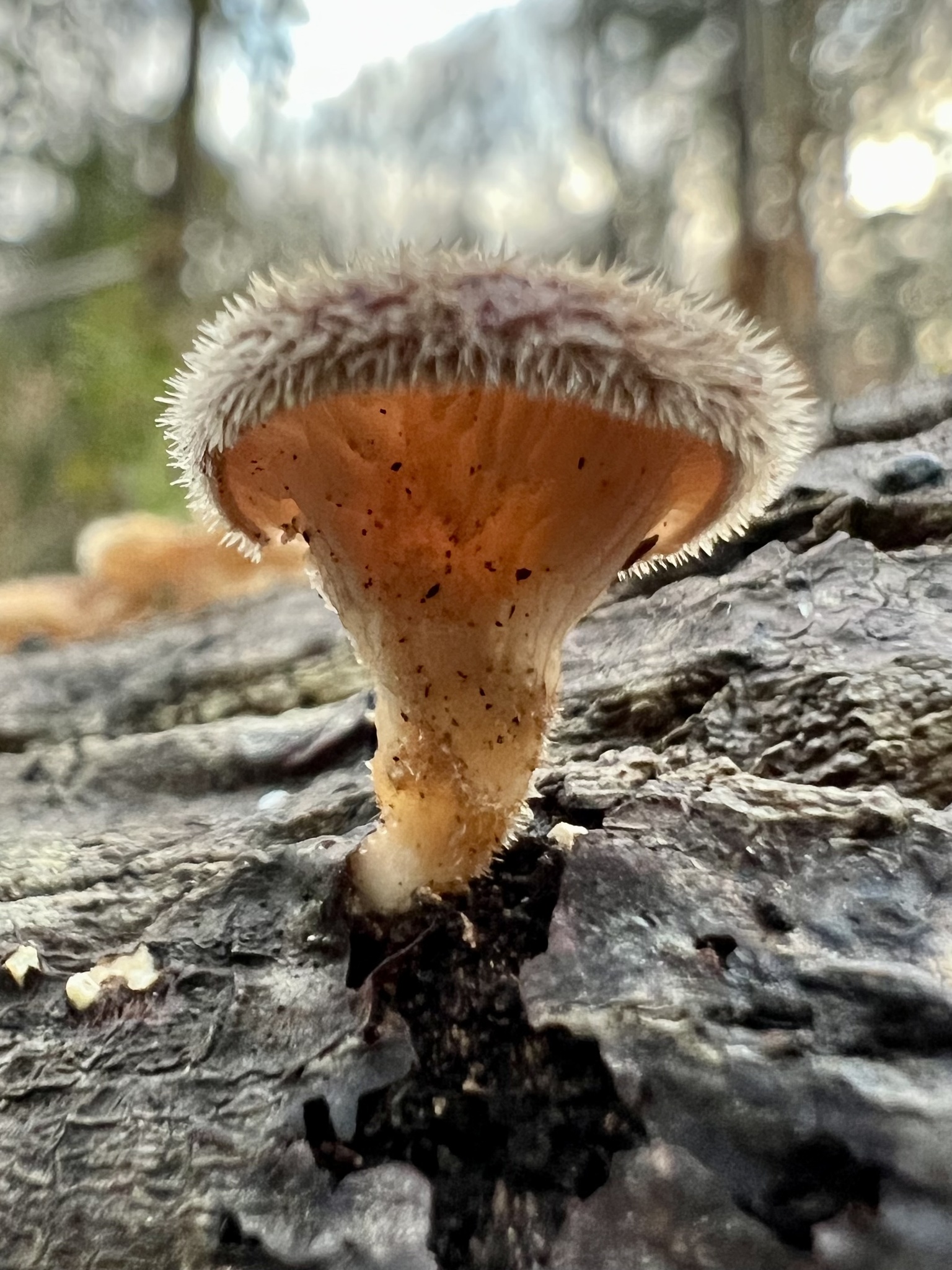 Panus neostrigosus Drechsler-Santos & Wartchow