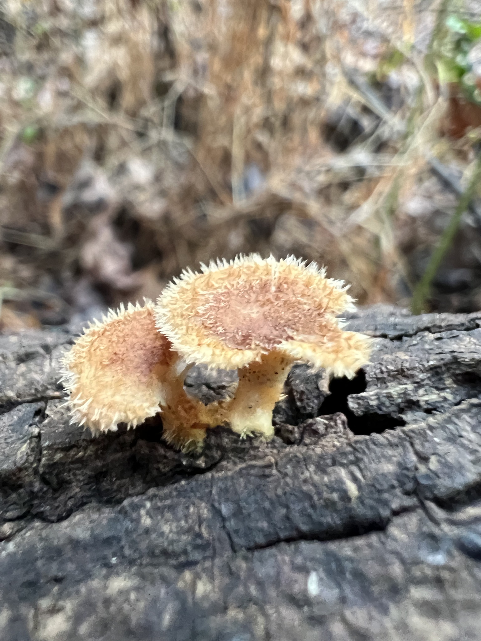 Panus neostrigosus Drechsler-Santos & Wartchow