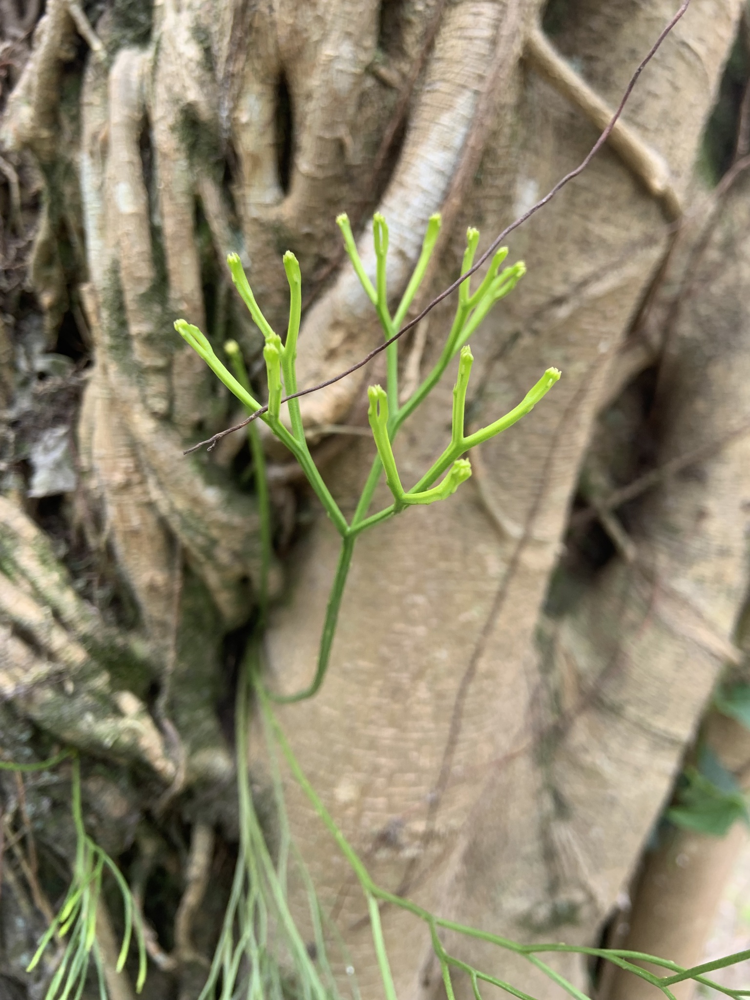 Psilotum nudum (L.) P.Beauv.
