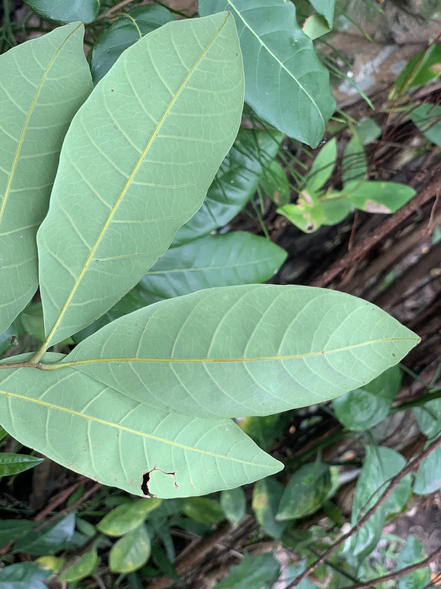 Dimocarpus longan Lour.