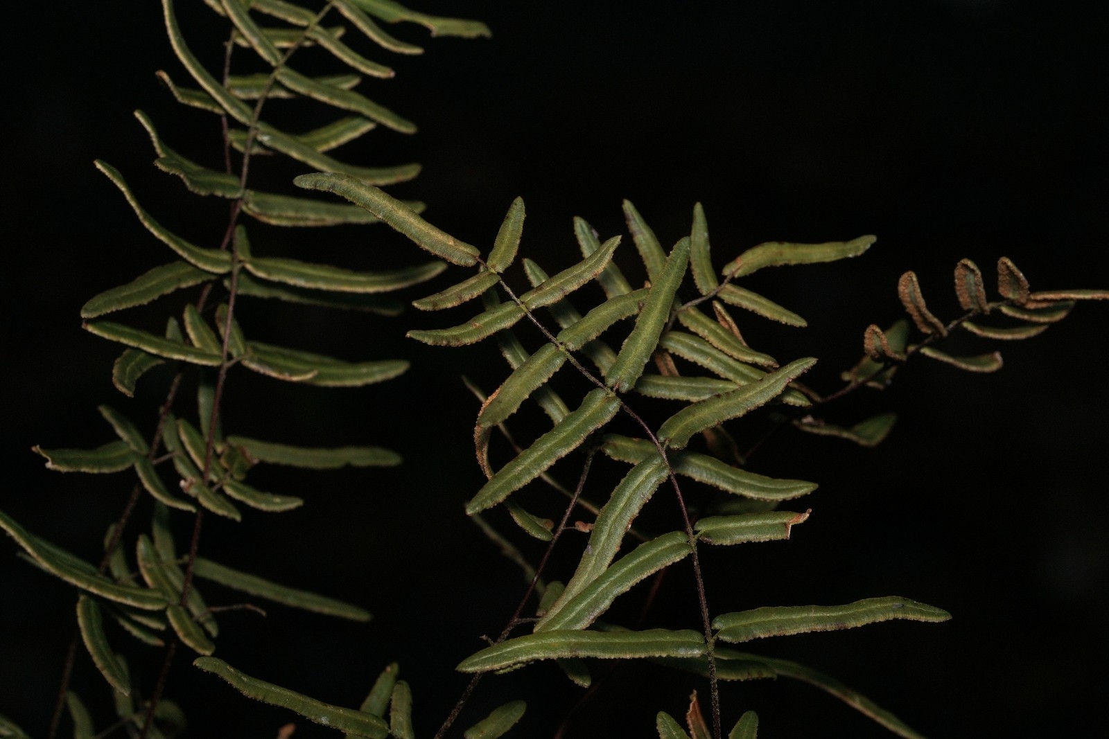 Pellaea atropurpurea (L.) Link