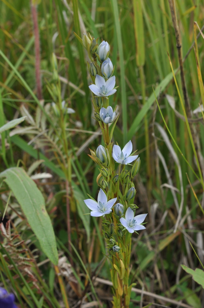 Marsh Felwort in August 2017 by Matt Langemeier · iNaturalist