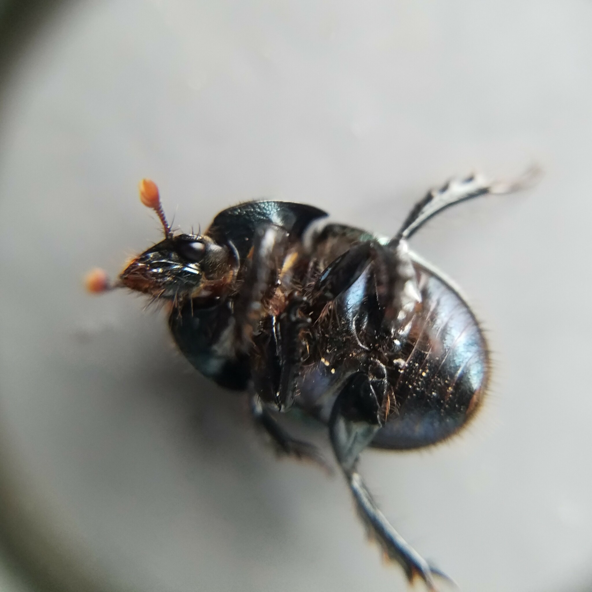 Geotrupidae