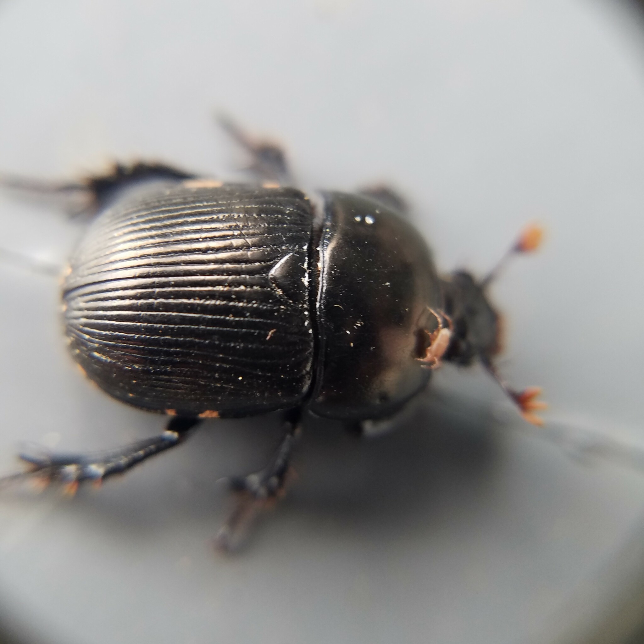 Geotrupidae