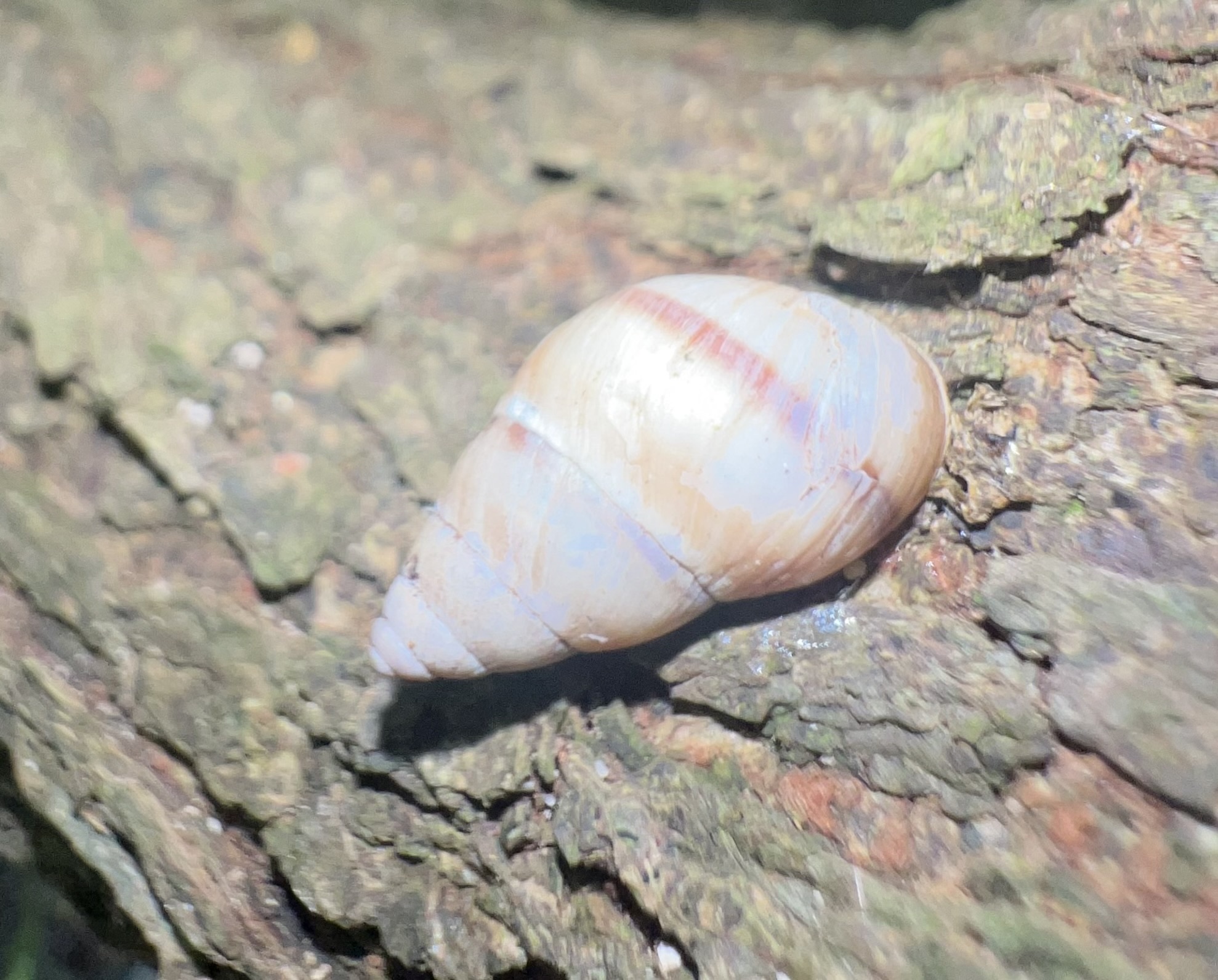 Bulimulus guadalupensis (Bruguière, 1789)