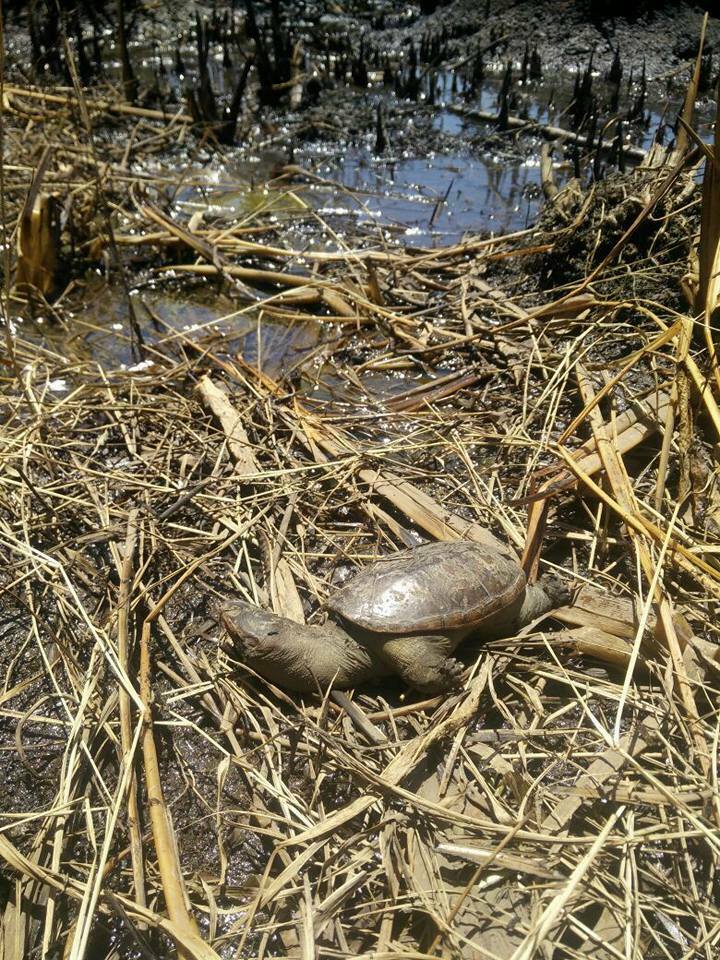 Narrow-bridged Musk Turtle in May 2017 by Osvaldo Balderas San Miguel ...