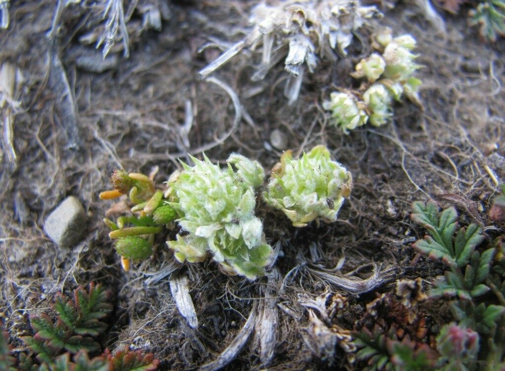 Ceratocephala pungens in October 2015 by Aalbert Rebergen · iNaturalist