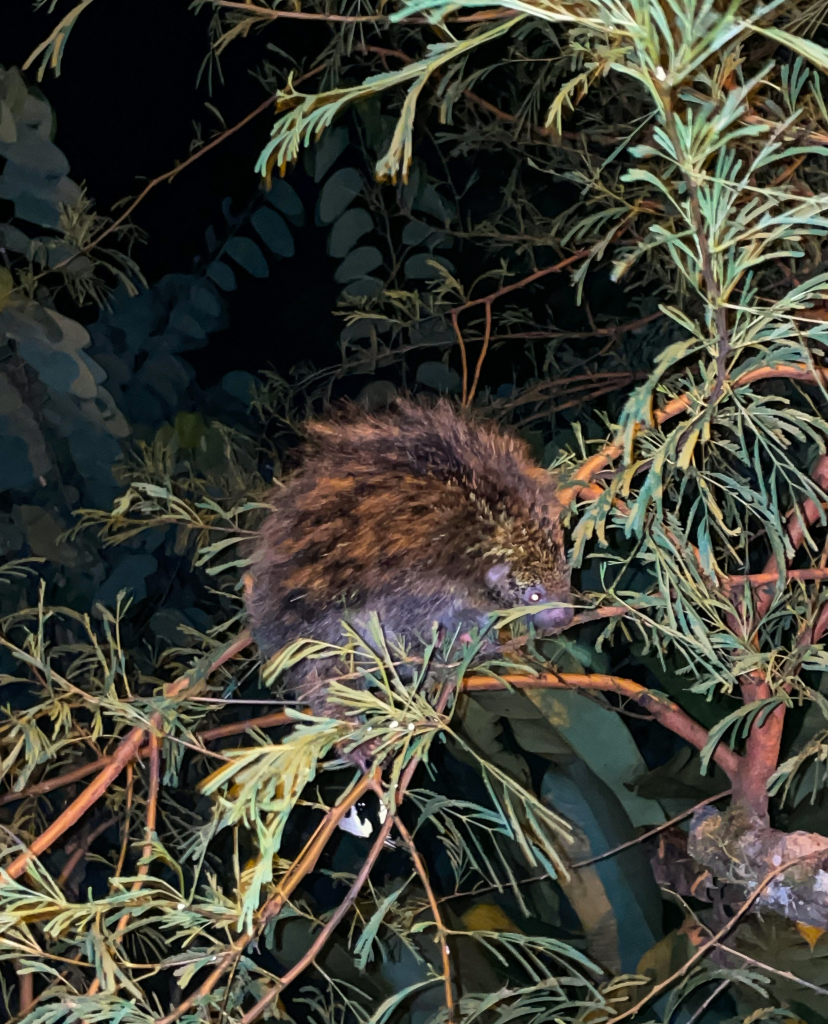 Sphiggurus spinosus (F.Cuvier, 1823)