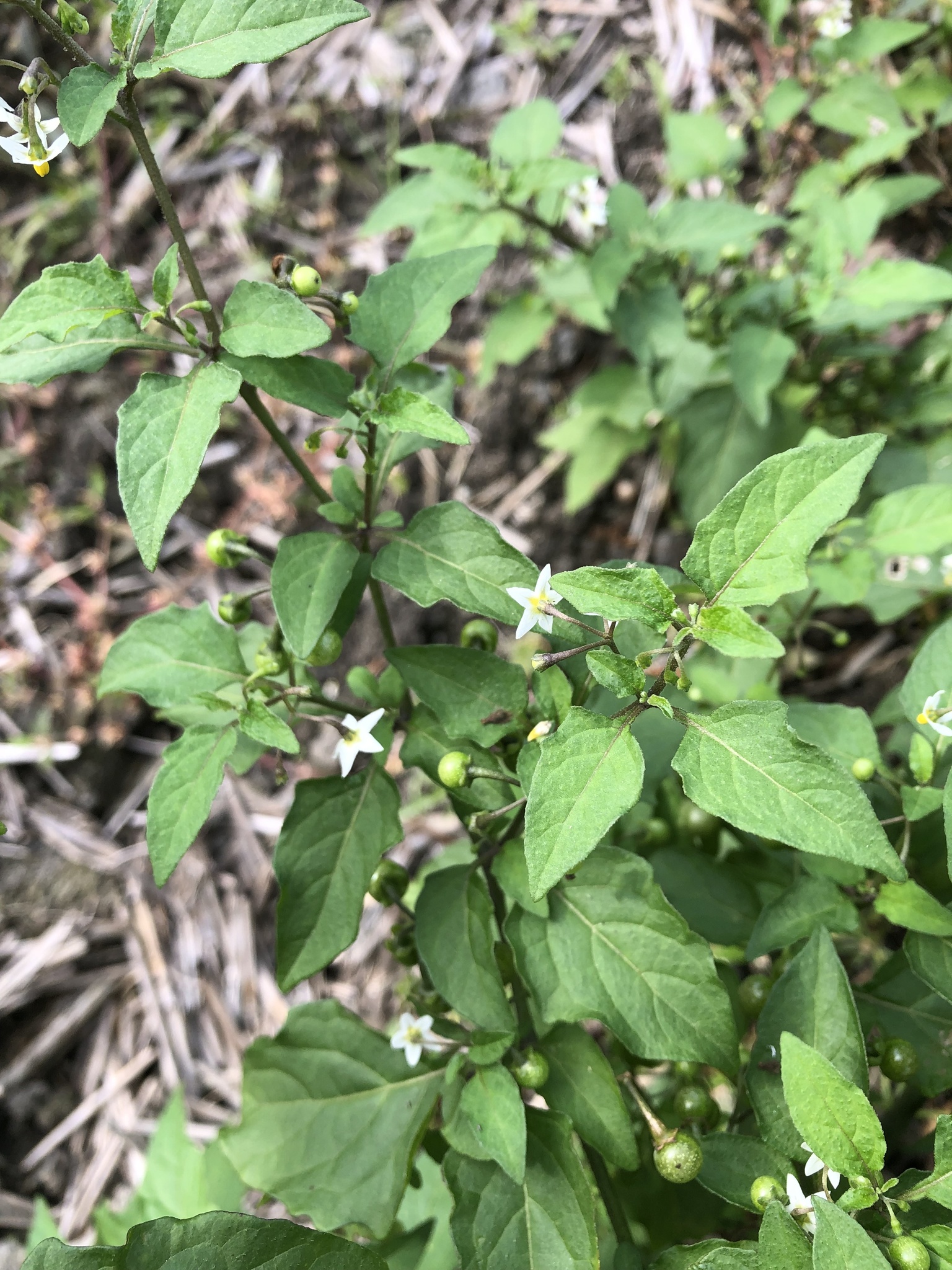 Solanum americanum Mill.