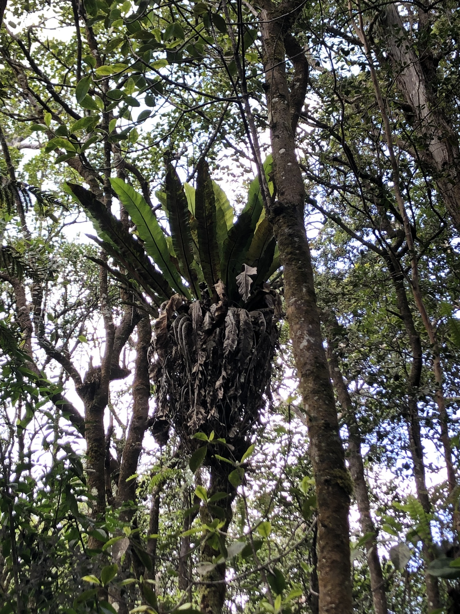 Asplenium nidus L.