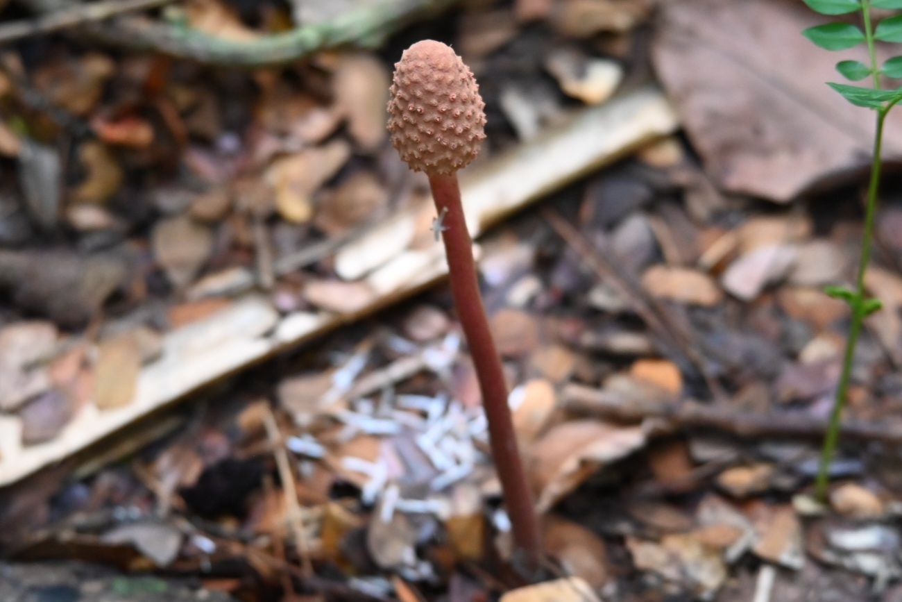 Helosis cayennensis (Sw.) Spreng.