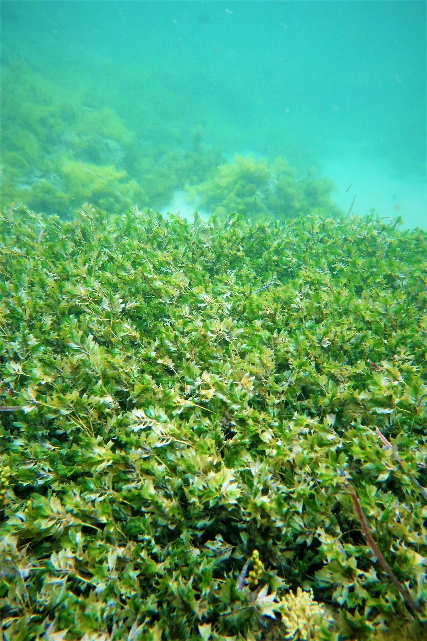 Amphibolis antarctica (Labill.) Asch.