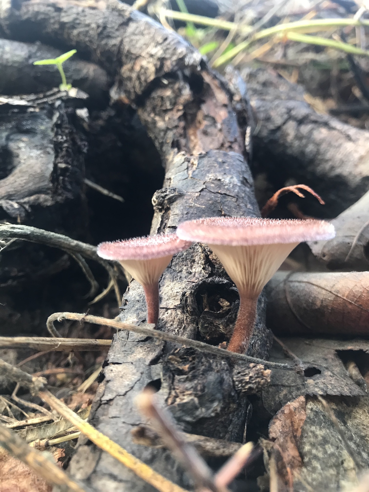 Panus strigellus (Berk.) Overh.