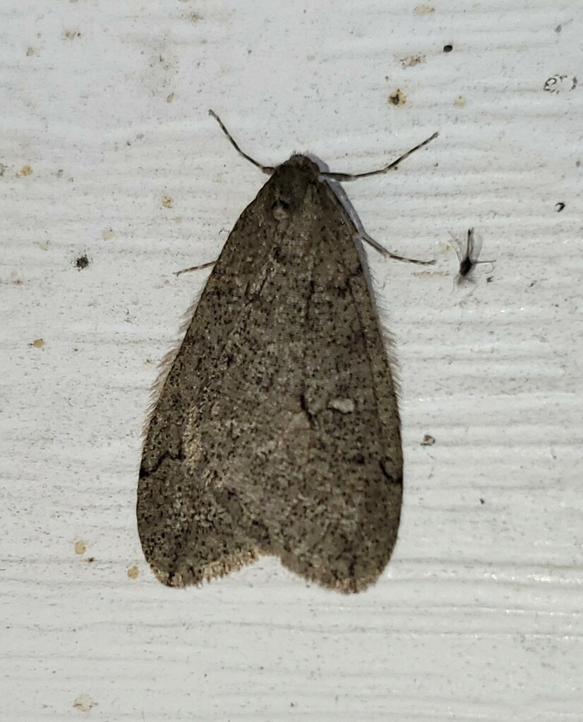 White-spotted Cankerworm Moth from Walker County, TX, USA on January 17 ...