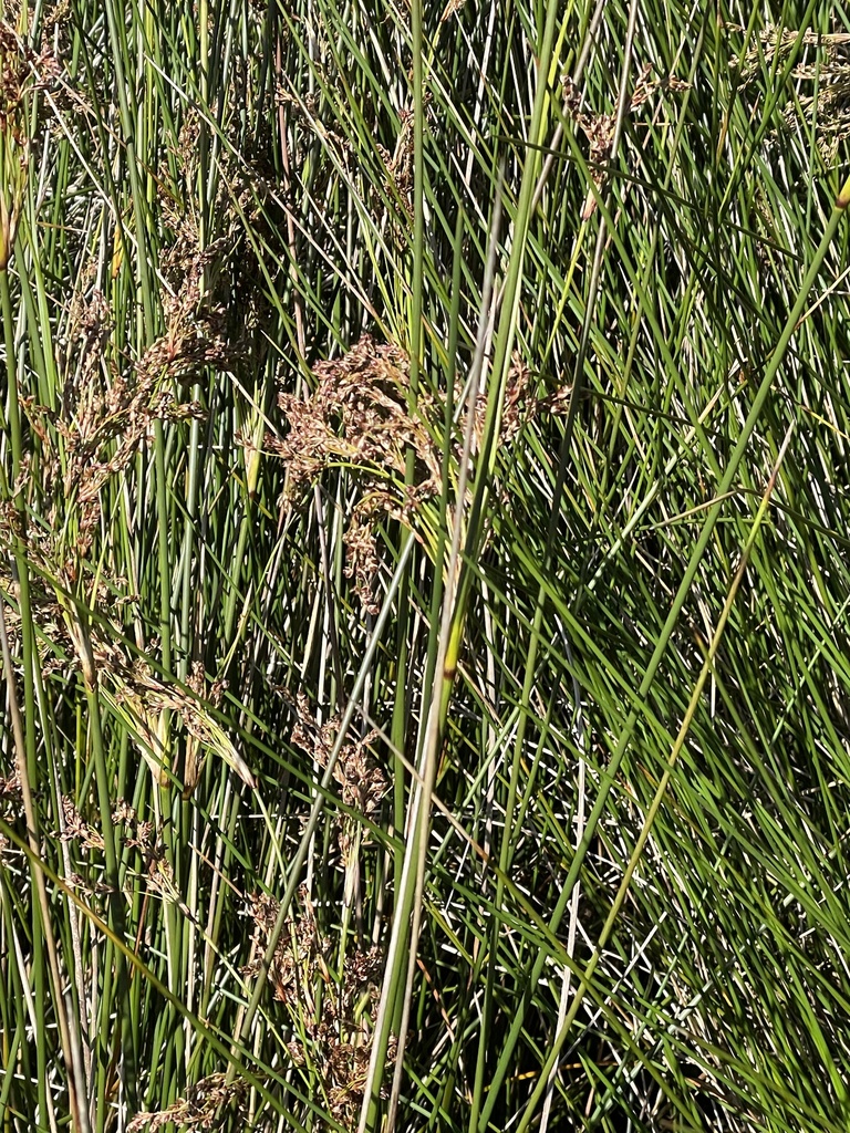 Sea Rush from Town Basin Playground, Whangārei, Northland, NZ on ...