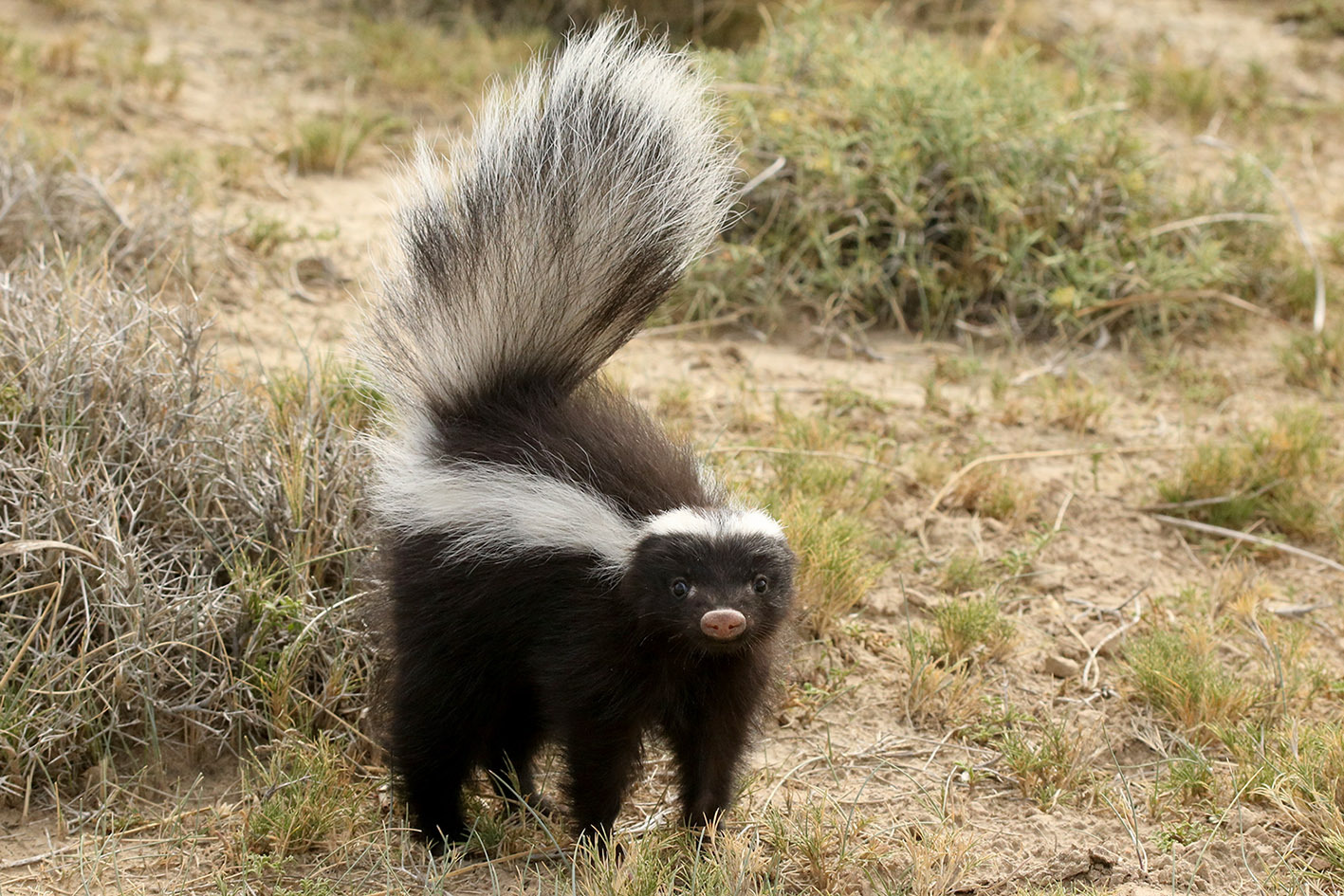 Conepatus chinga (Molina, 1782)