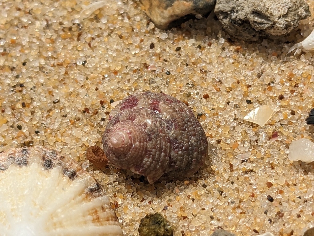 Clanculus clangulus from Valla Beach NSW 2448, Australia on January 18, 2023 at 10:10 AM by ...