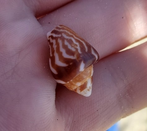 Columbella strombiformis Lamarck, 1822