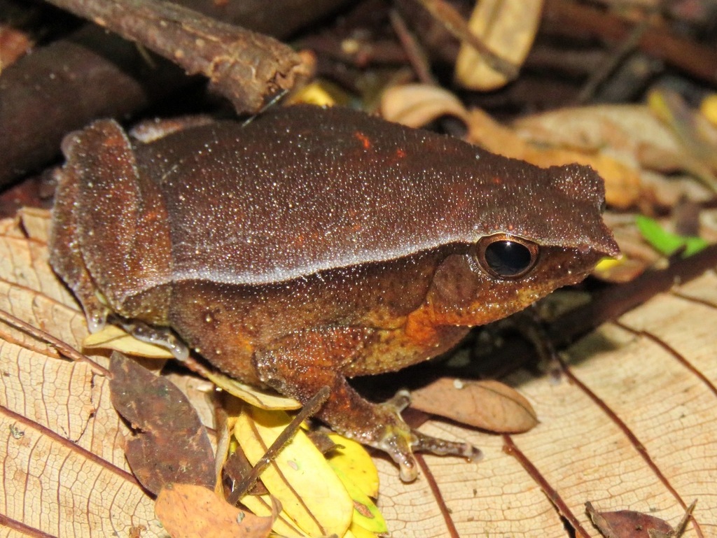 Asian Sticky Frogs from Tinuy-an Falls on January 11, 2023 at 06:58 PM ...