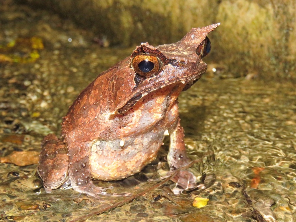 Mindanao Horned Frog from Tinuy-an Falls on January 11, 2023 at 07:51 ...