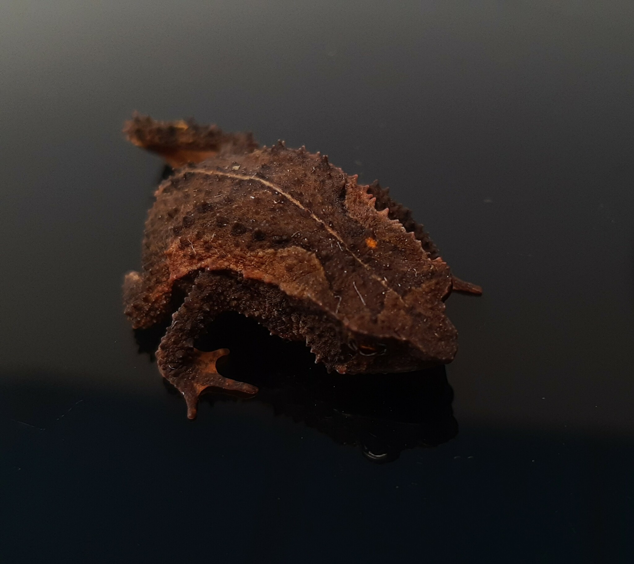 Rhinella rostrata (Noble, 1920)