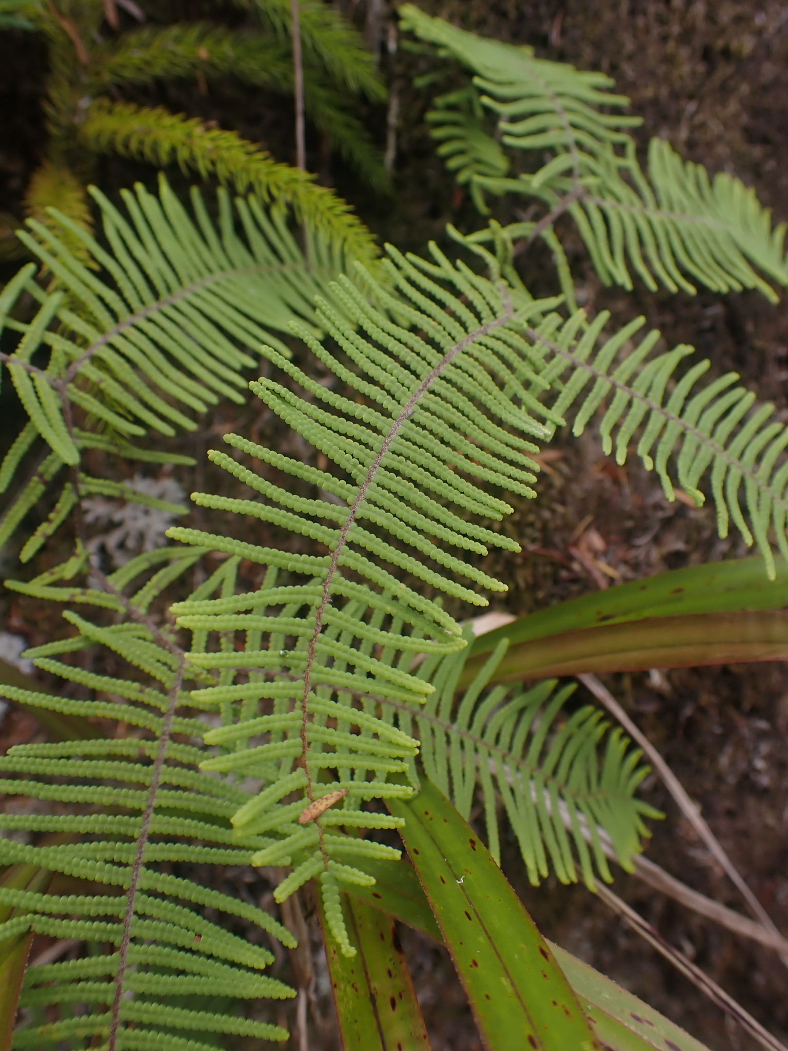 Gleichenia dicarpa R.Br.