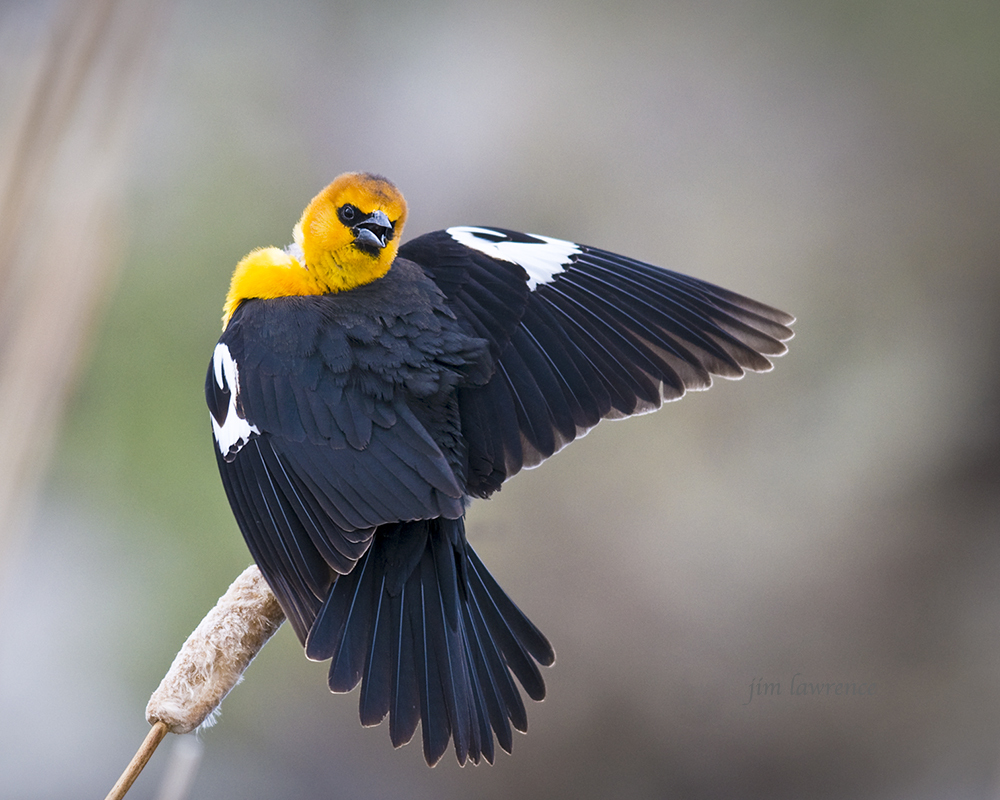 Yellow Headed Blackbird