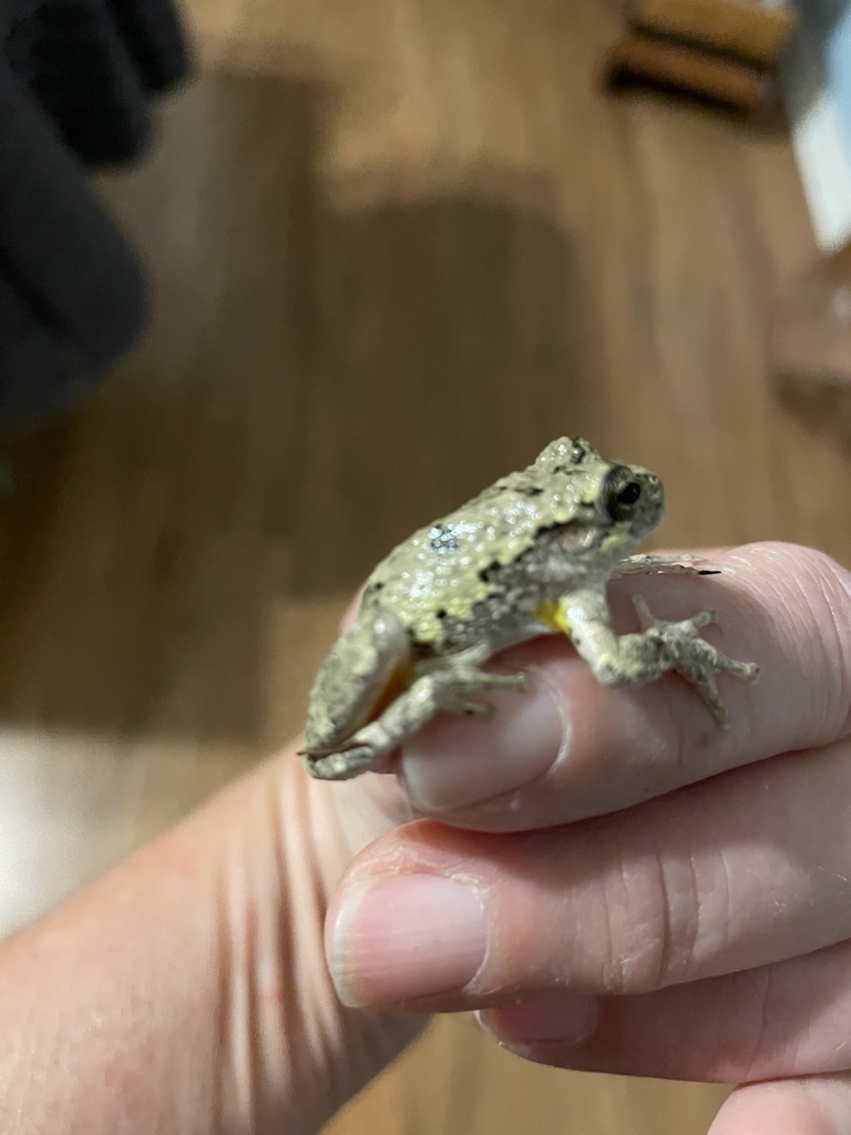 Cope's Gray Treefrog from John Dr, Abita Springs, LA, US on January 17 ...