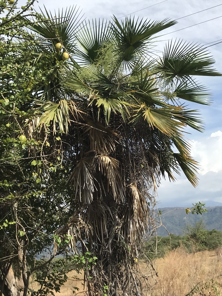 Copernicia tectorum from Urumita, CO-LG, CO on January 15, 2023 at 02: ...