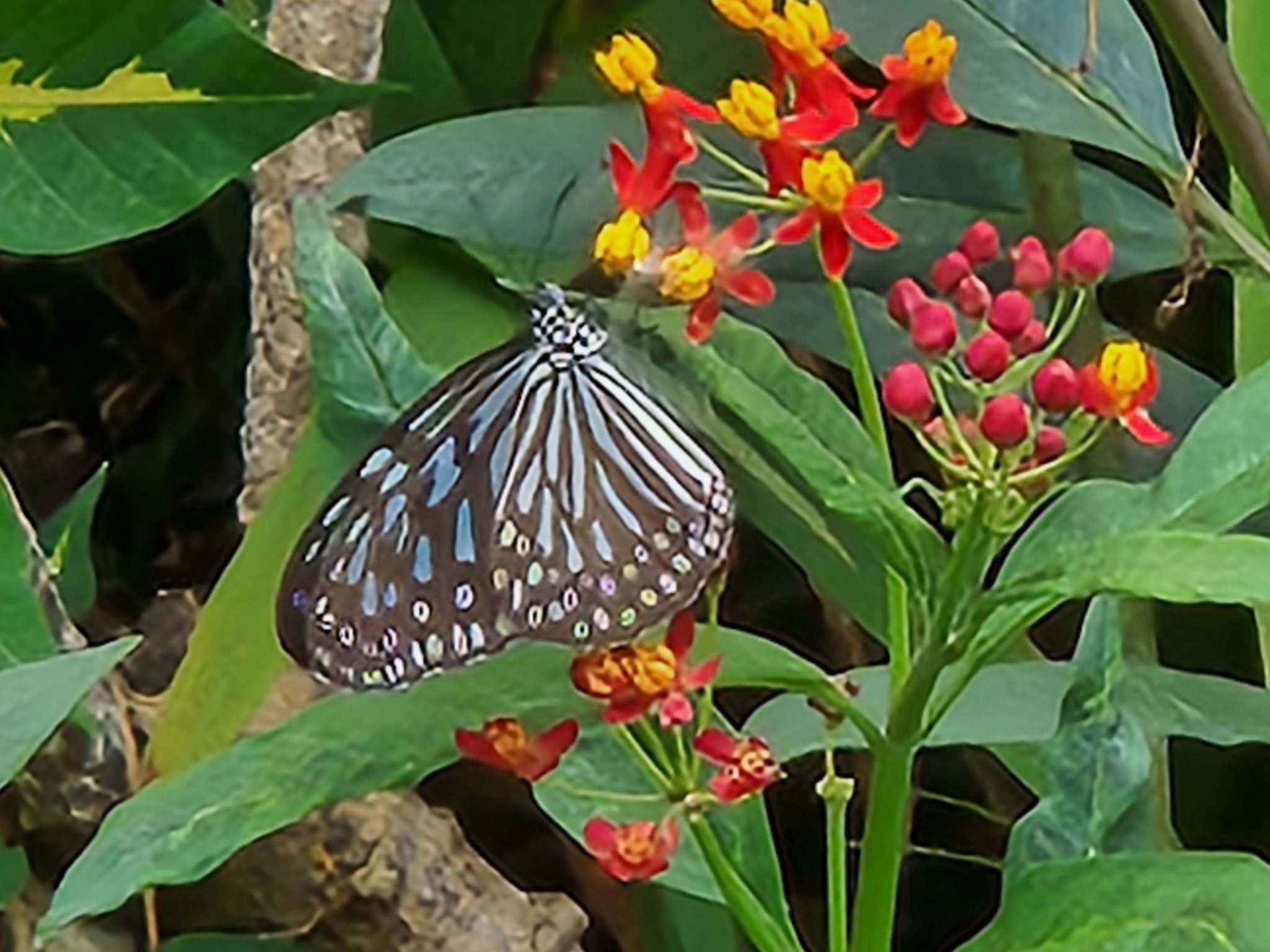 Ideopsis vulgaris (Butler, 1874)