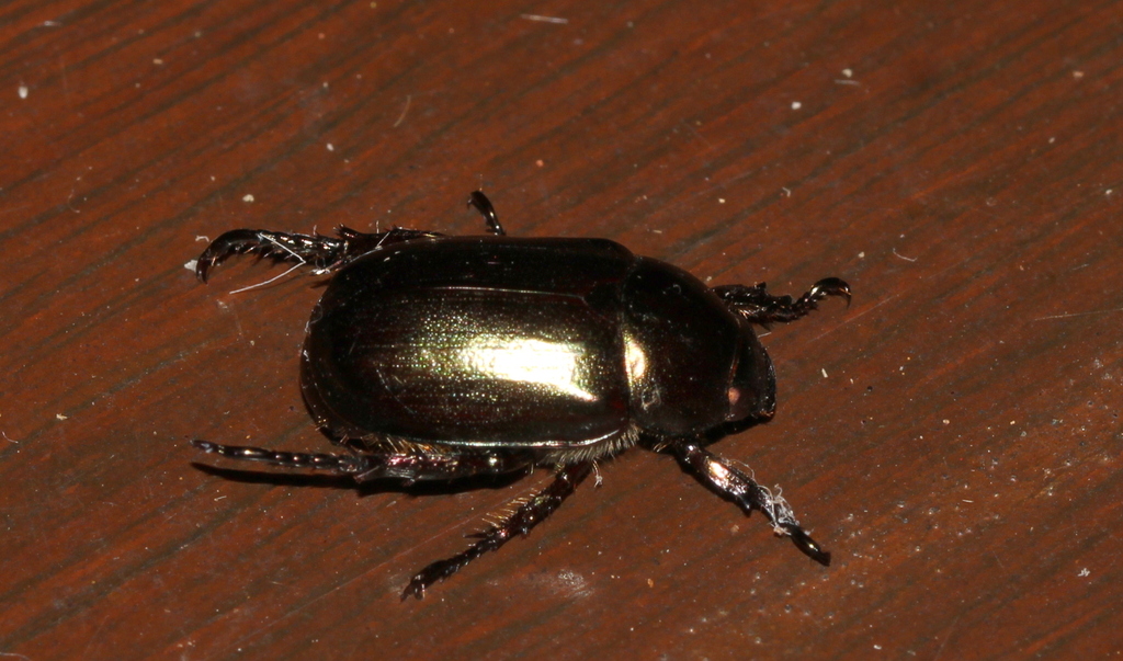 Anomala antiqua from Cairns QLD, Australia on December 22, 2022 at 10: ...