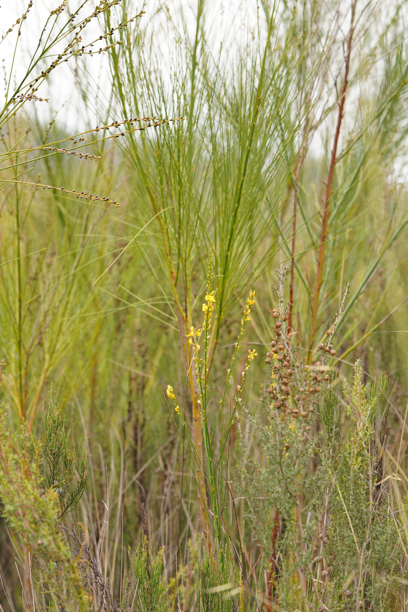 Viminaria juncea (Schrad.) Hoffmanns.