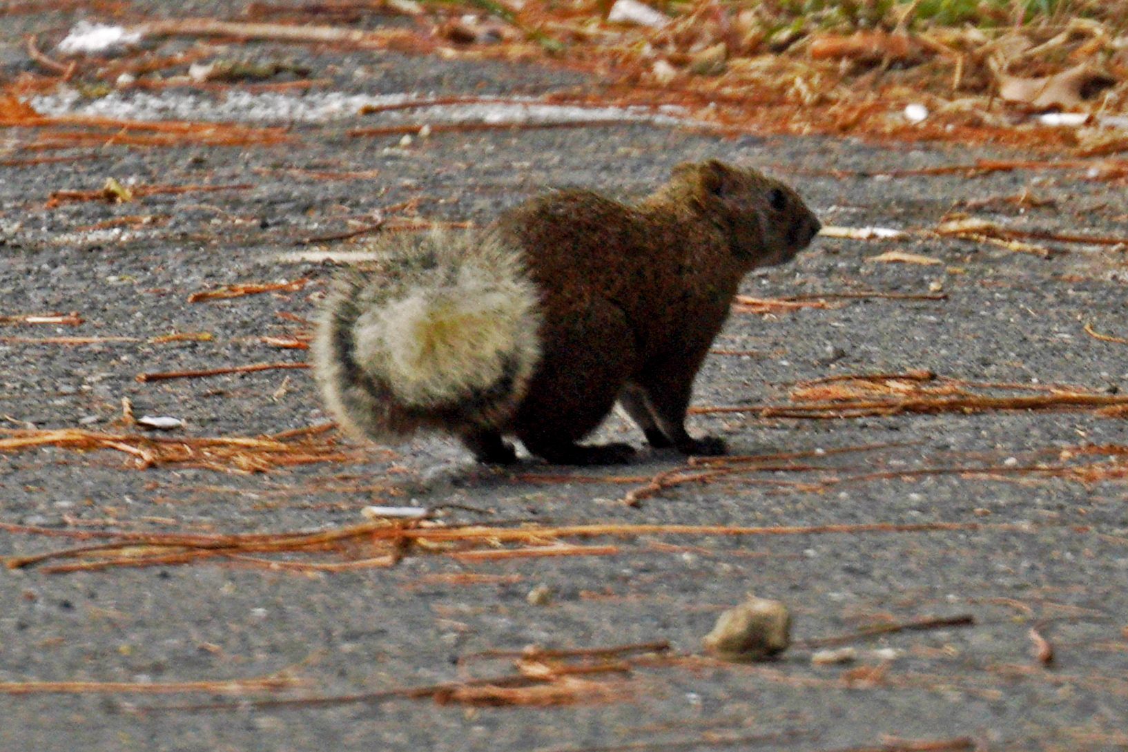 Callosciurus erythraeus (Pallas, 1779)