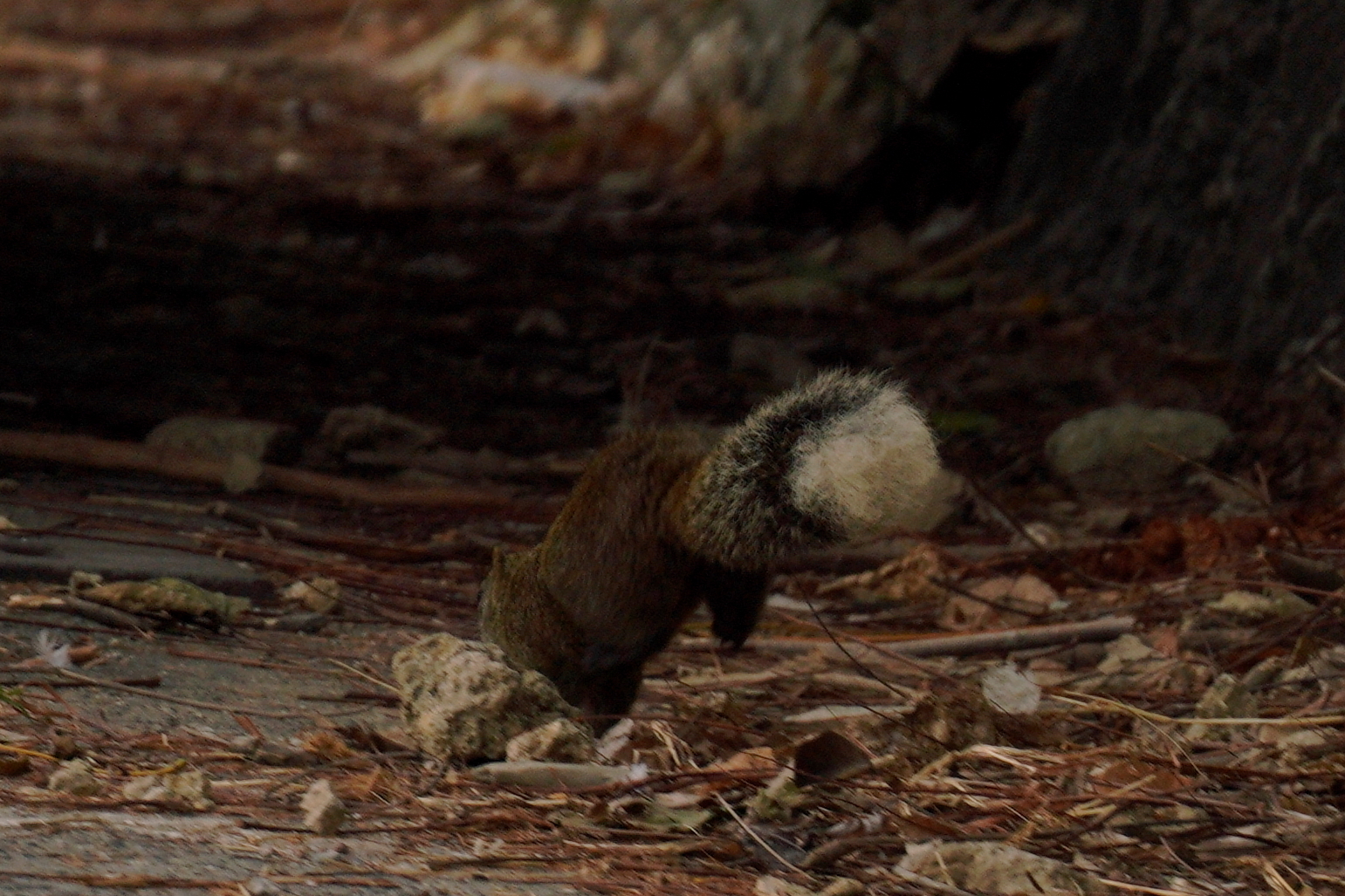 Callosciurus erythraeus (Pallas, 1779)